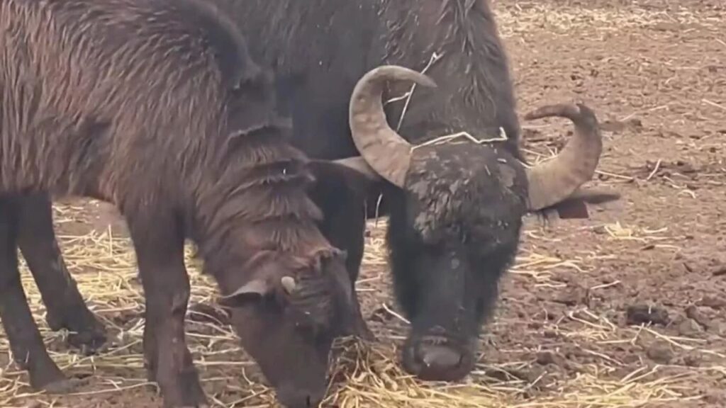 Bay Area Water Buffalo Cheese Maker Seeks Permanent Home to Save Unique ...