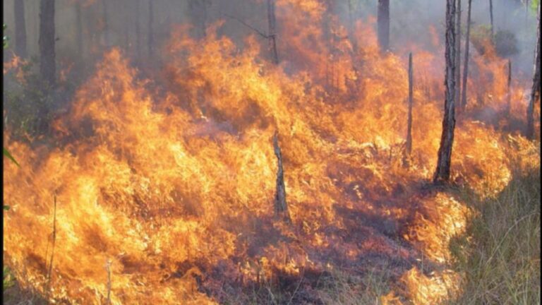 Massive Wildfire Burns Over 30,000 Acres in Big Cypress National ...