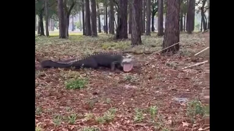 Massive 400-Pound Alligator Captured In Sunset Beach Neighborhood ...